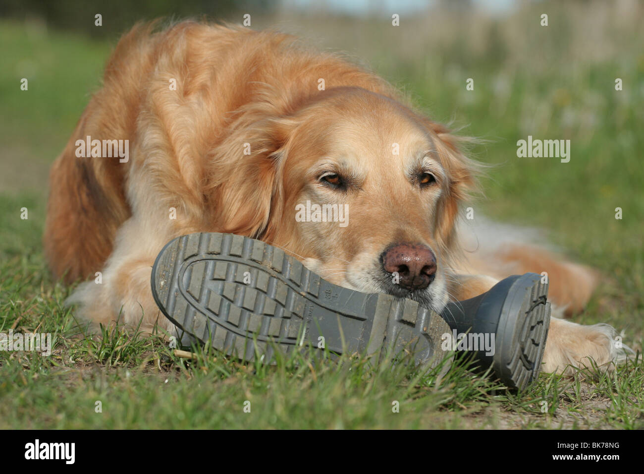male Golden Retriever Stock Photo - Alamy