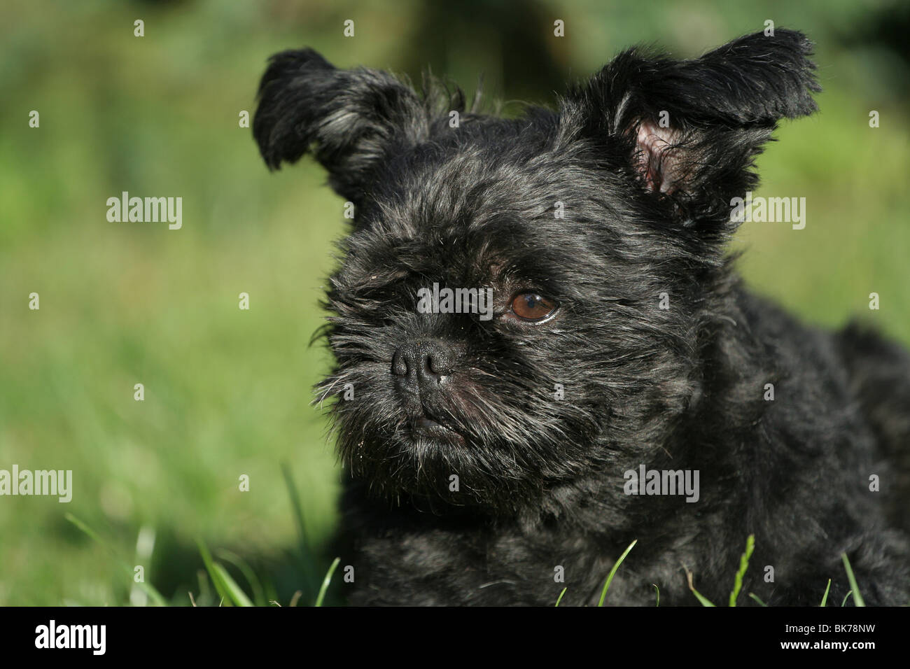 Affenpinscher dog hi-res stock photography and images - Alamy