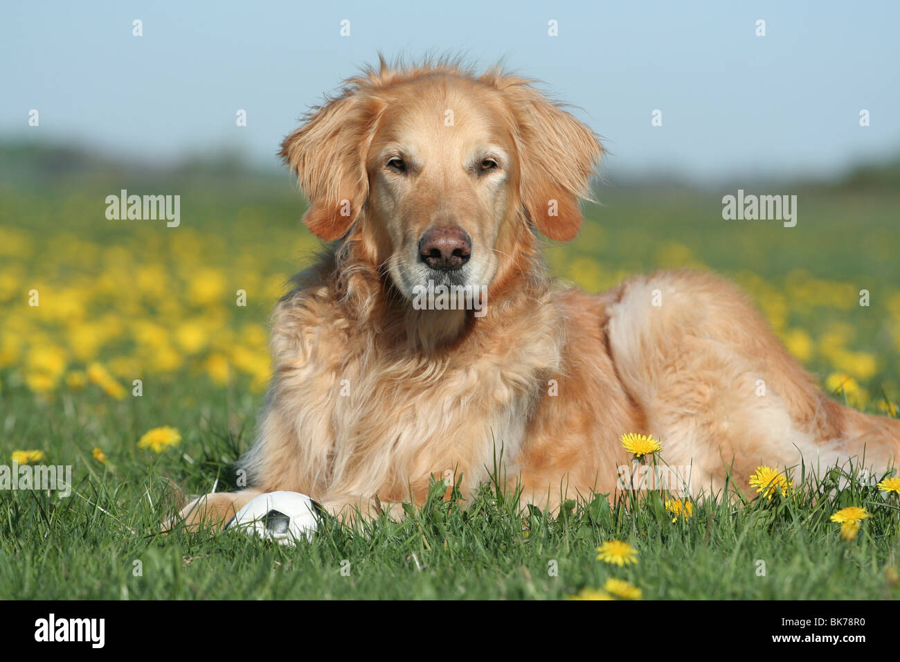 male Golden Retriever Stock Photo - Alamy