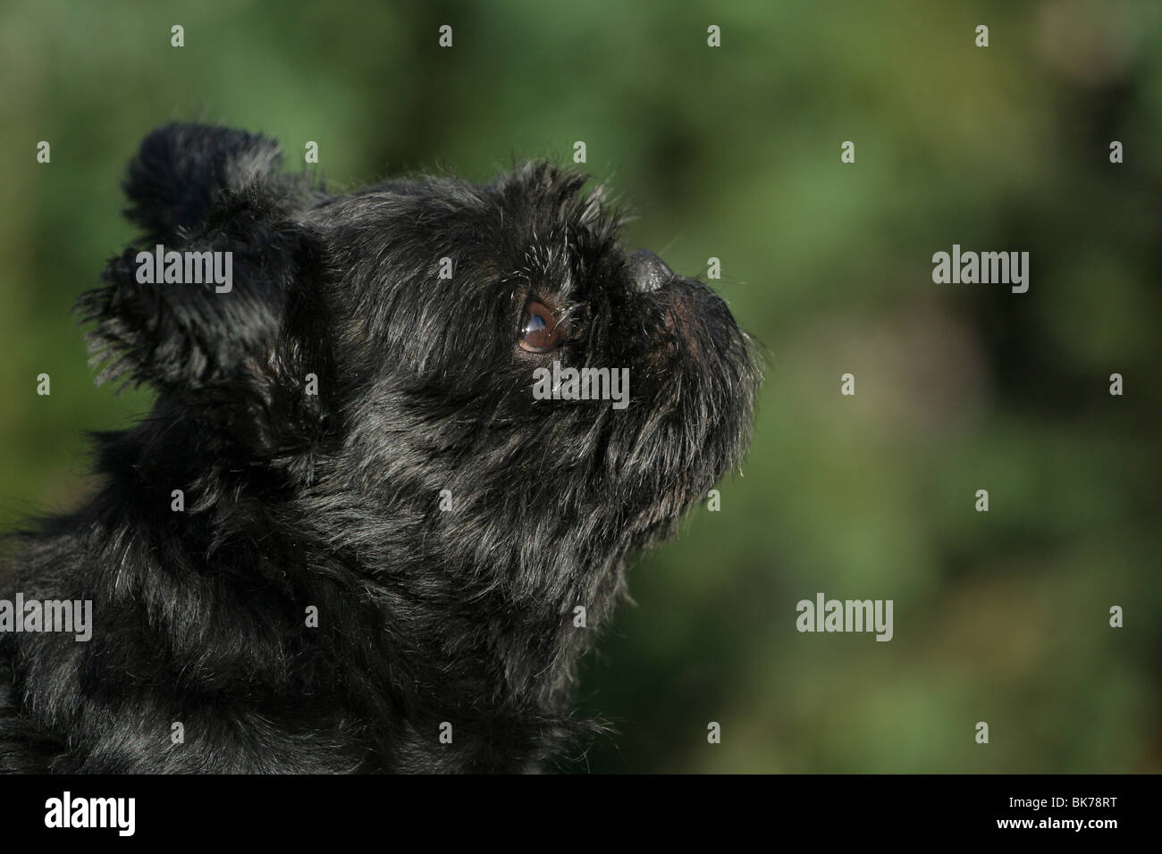 Affenpinscher dogs hi-res stock photography and images - Alamy