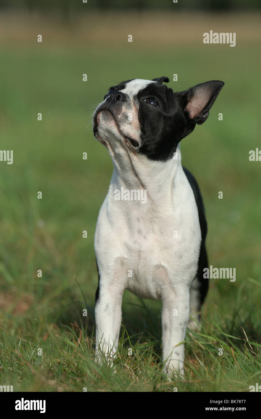 Dog stands standing stand up hi-res stock photography and images - Alamy