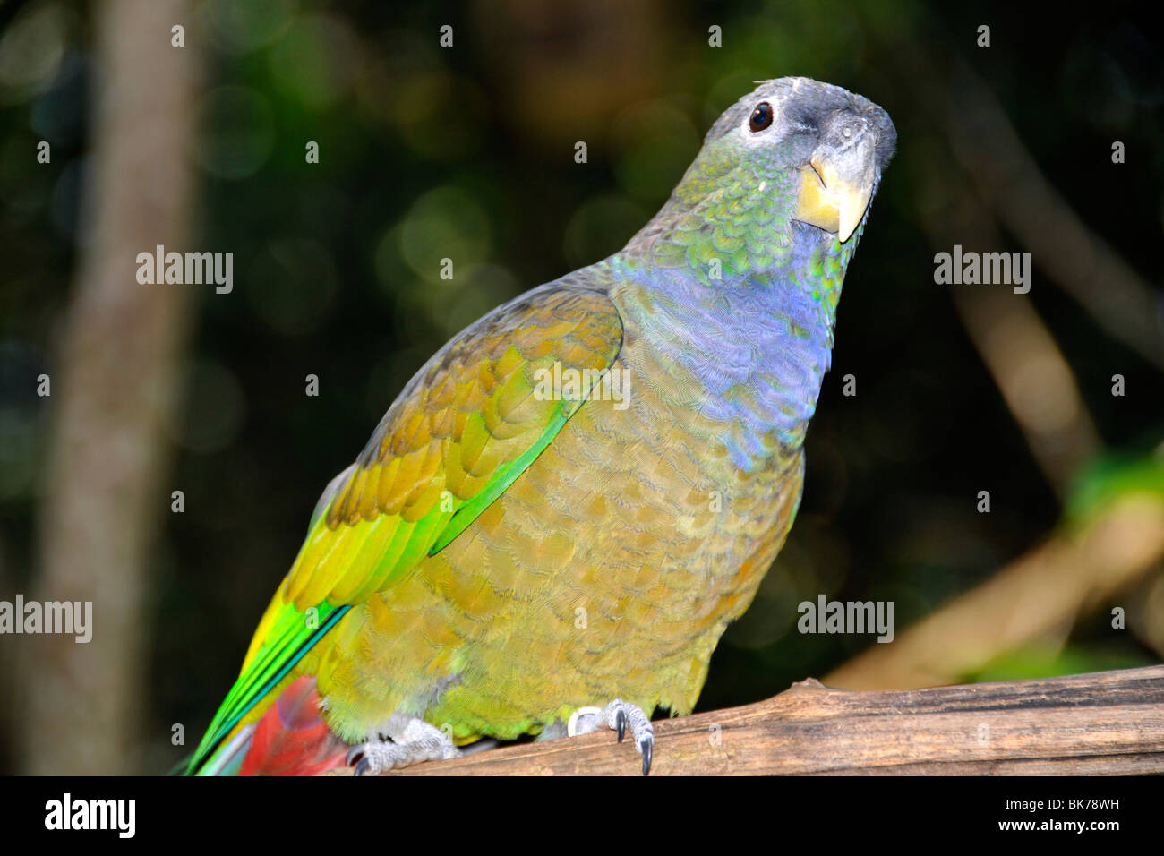 Scaly-headed parrot, Pionus maximiliani, Foz do Iguaçu, Parana, Brazil ...