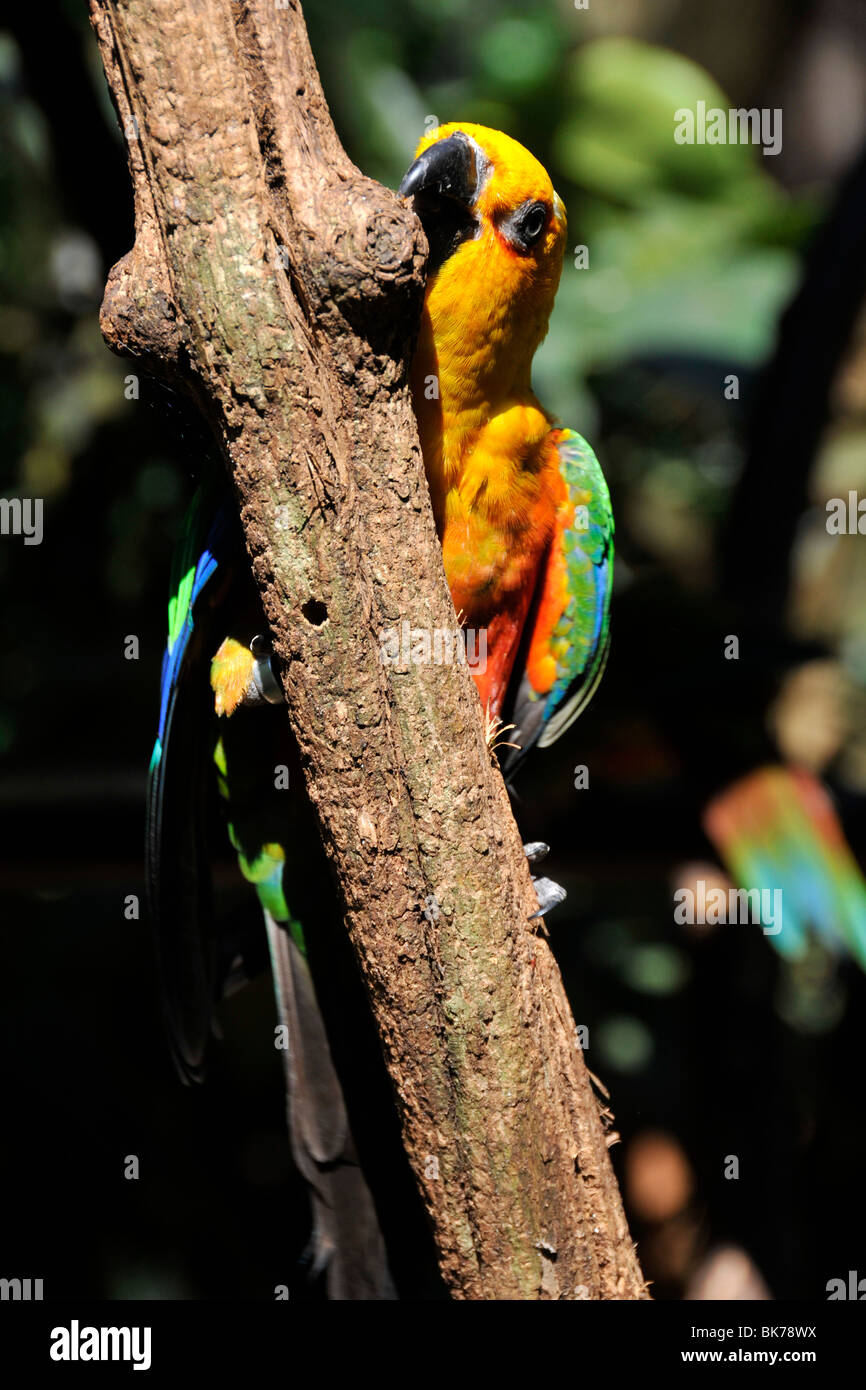 Jandaya parakeet, Aratinga jandaya, Parque das Aves, Foz do Iguaçu ... Jandaya parakeet, Aratinga jandaya, Parque das Aves, Foz do Iguaçu ...