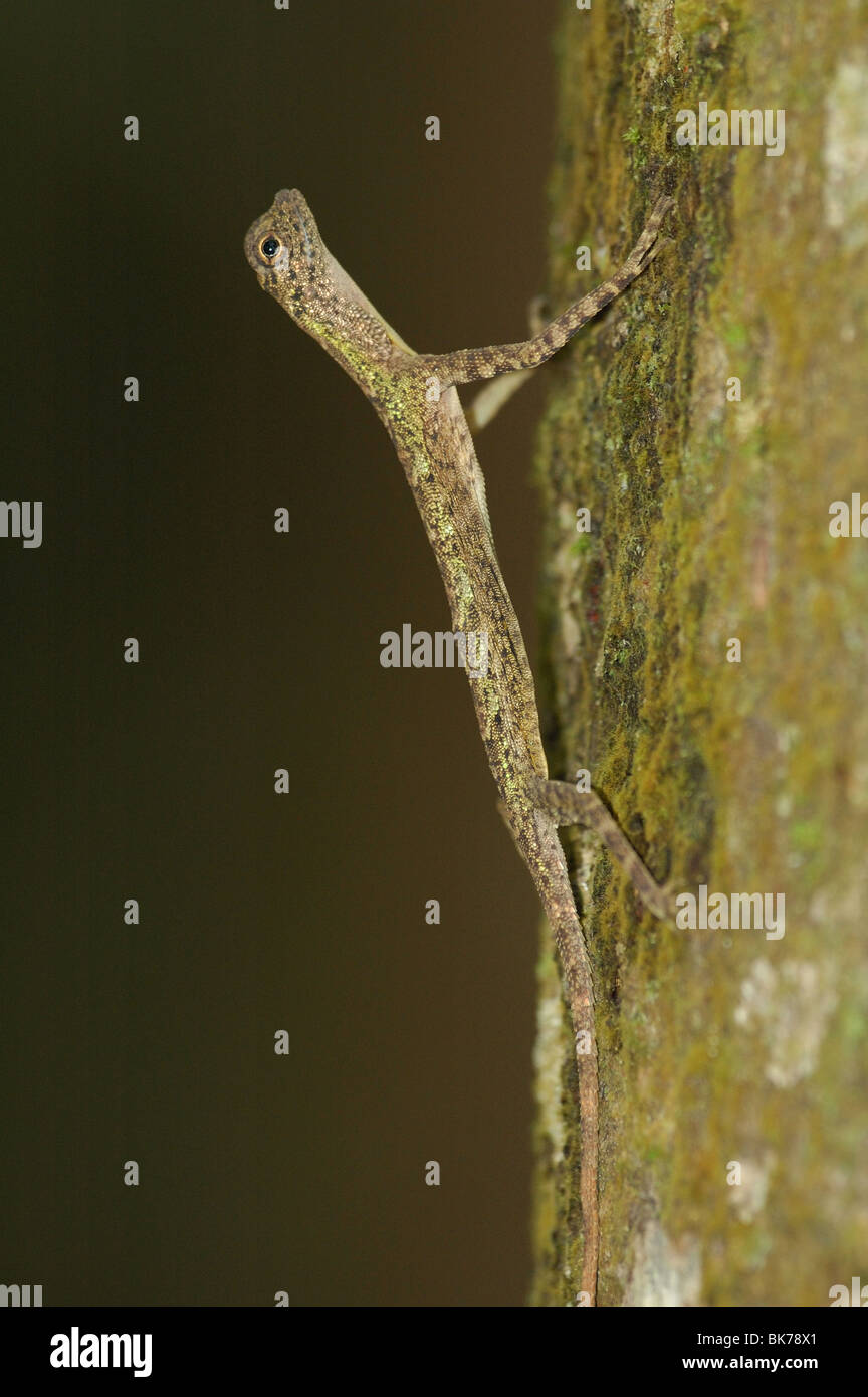 Flying Lizard on a tree trunk in the Borneo Rainforest Stock Photo - Alamy