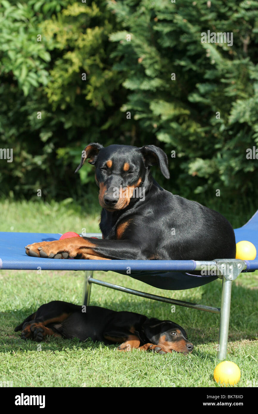 Standard pinschers hi-res stock photography and images - Alamy