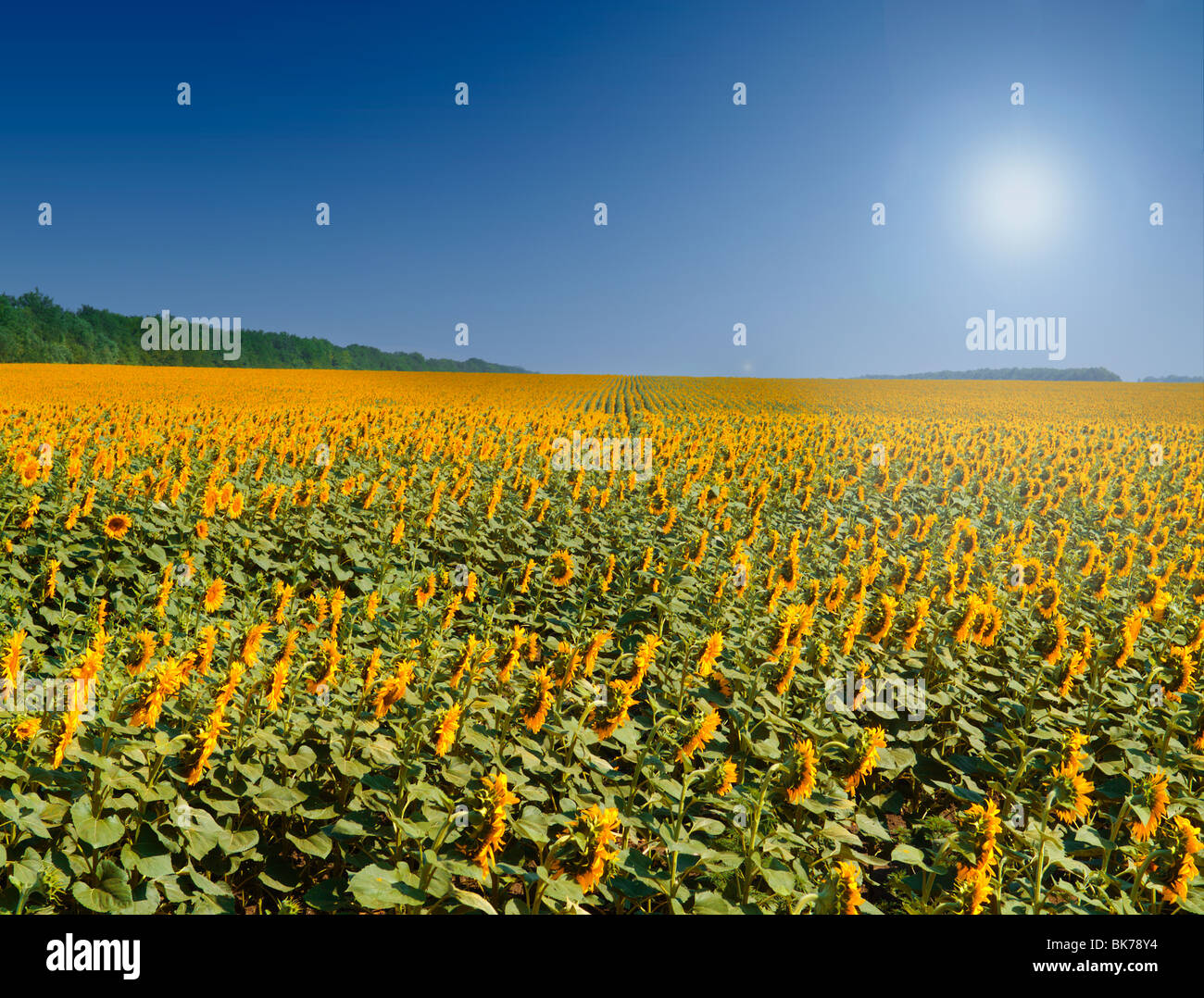 Field of sunflowers on a background of the blue sky Stock Photo - Alamy