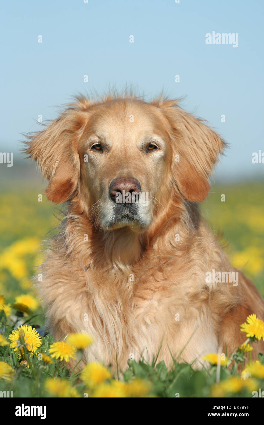 male Golden Retriever Stock Photo - Alamy