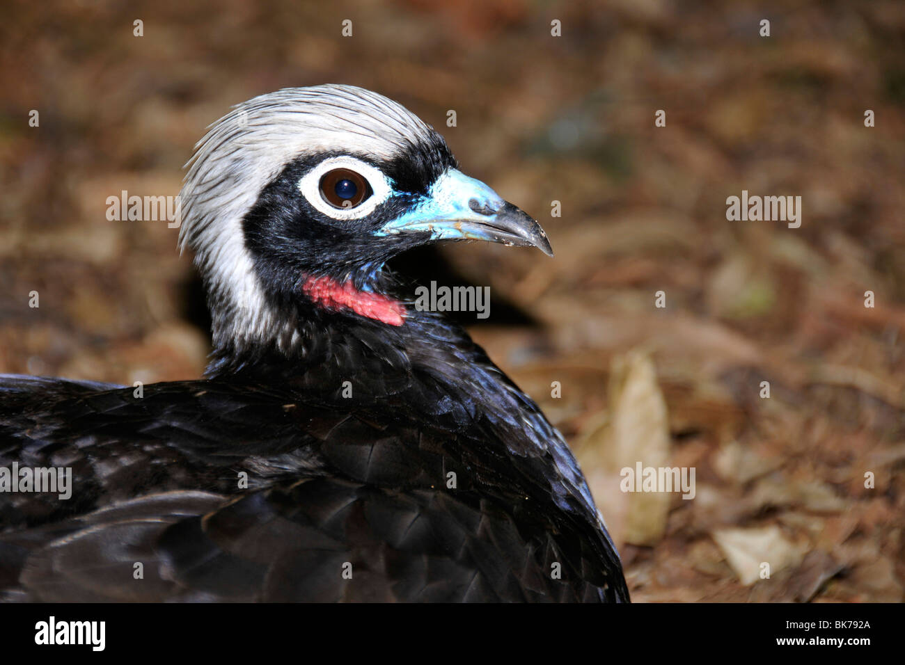 Black-fronted Piping-guan, Pipile jacutinga, Parque das Aves, head ...