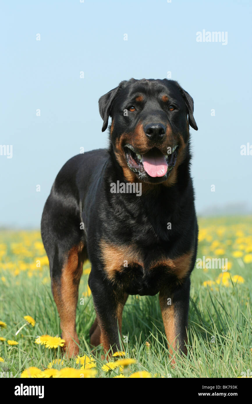 Rottweiler dog standing meadow hi-res stock photography and images - Alamy