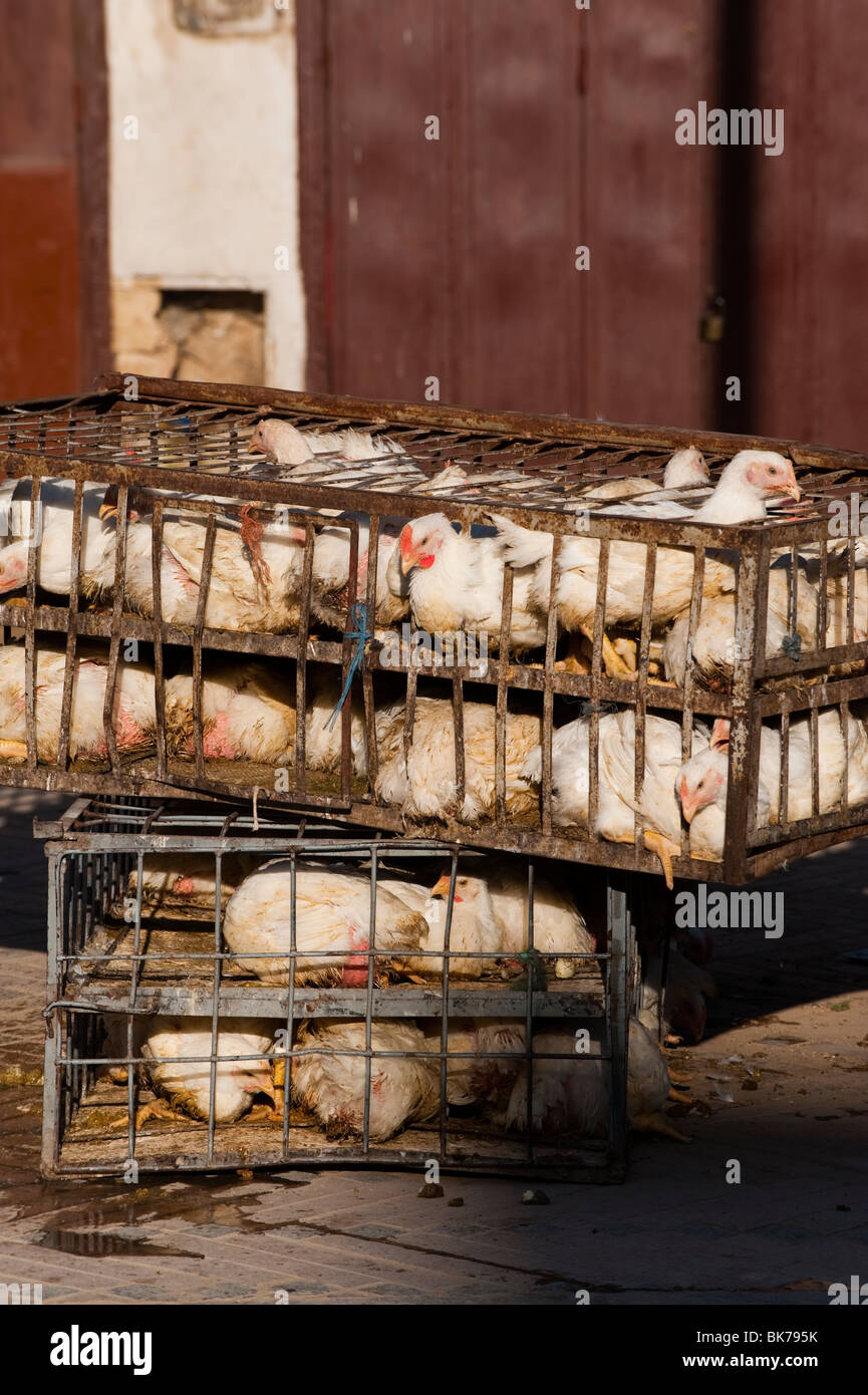 Chickens, Fez, Morocco, Africa Stock Photo - Alamy