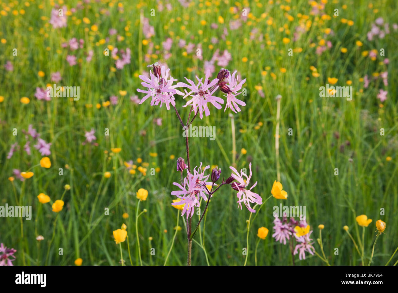 Ragged robin grass fields uk hi-res stock photography and images - Alamy