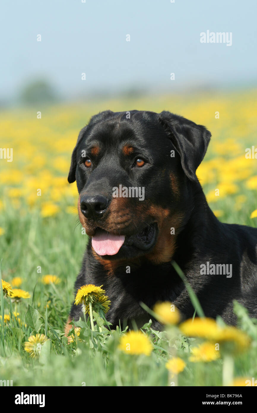 Rottweiler field hi-res stock photography and images - Alamy