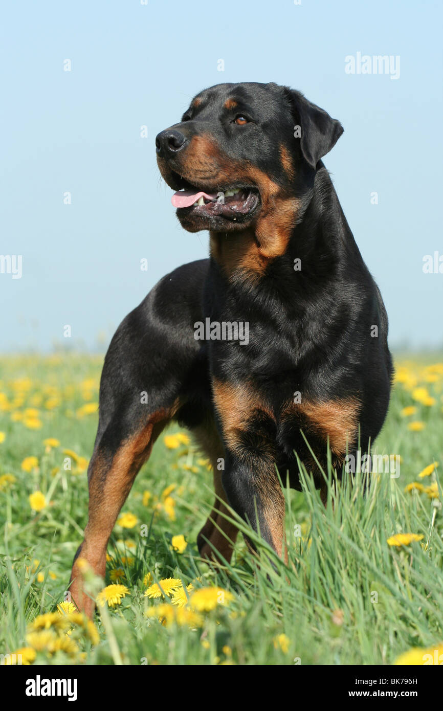 Rottweiler dog standing meadow hi-res stock photography and images - Alamy