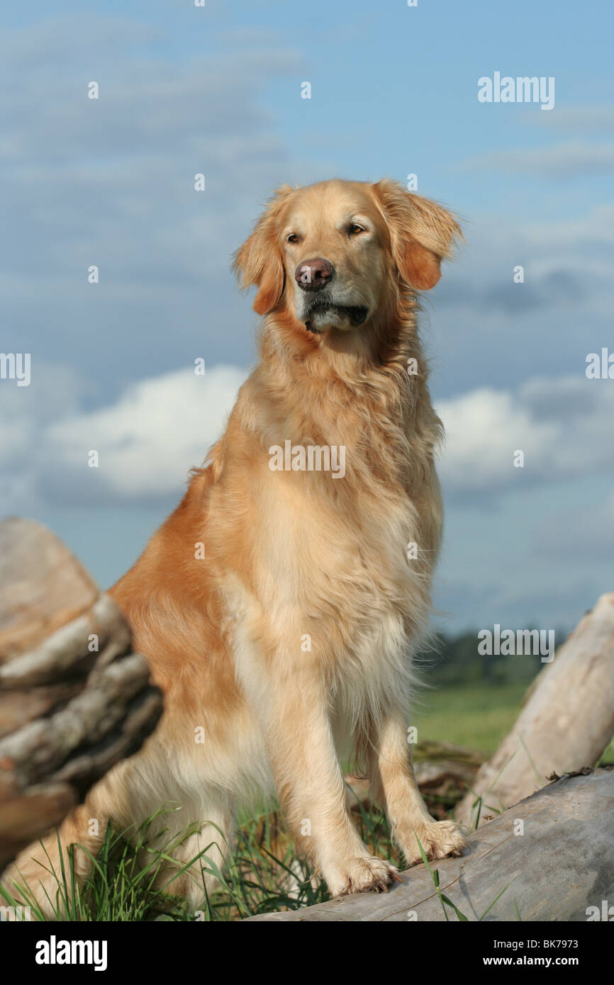 male Golden Retriever Stock Photo - Alamy