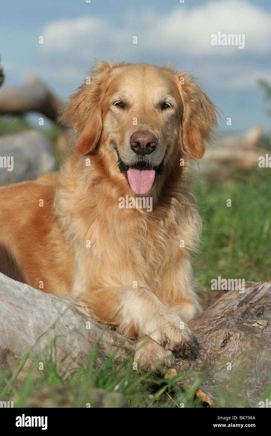male Golden Retriever Stock Photo - Alamy