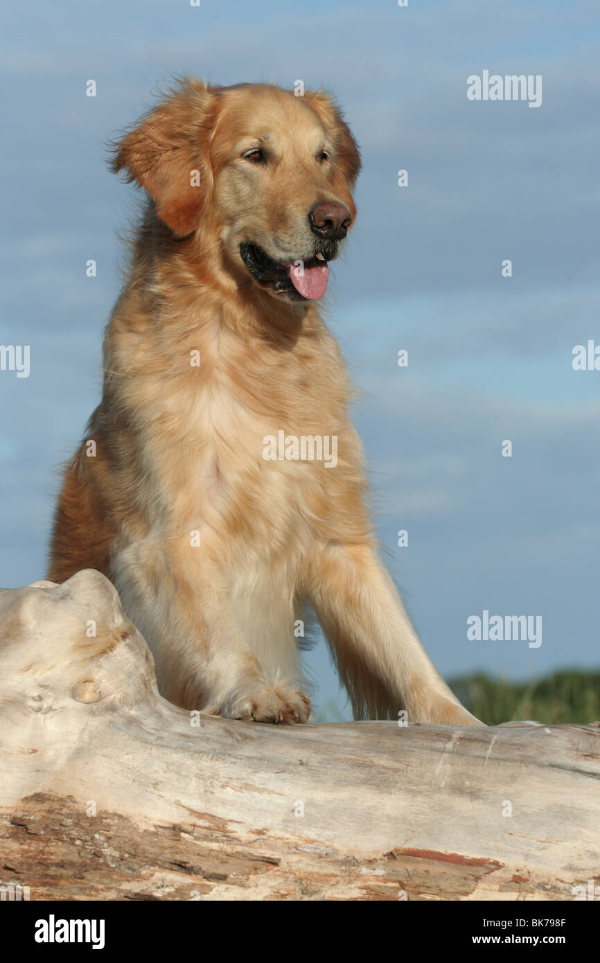 male Golden Retriever Stock Photo - Alamy