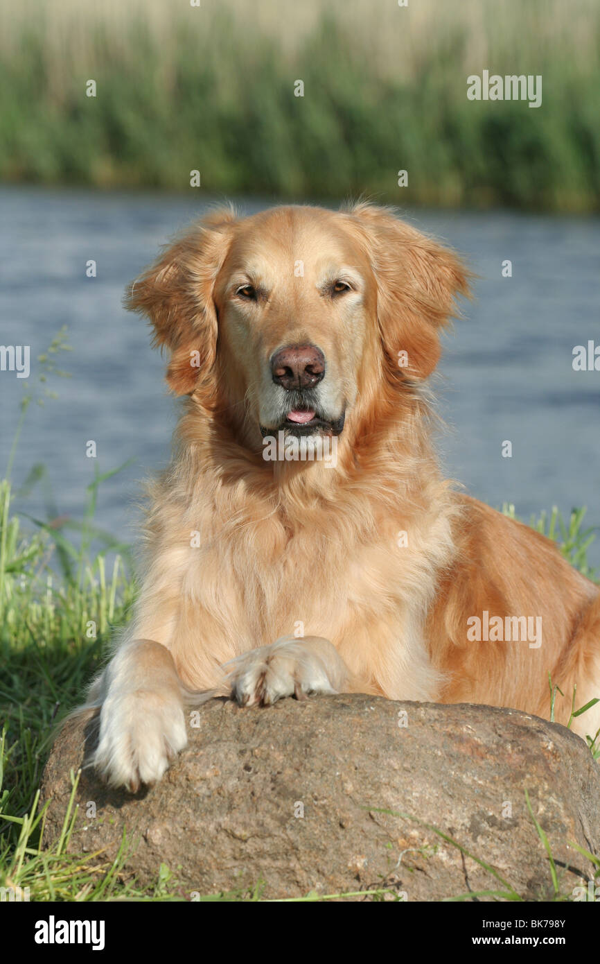 male Golden Retriever Stock Photo - Alamy