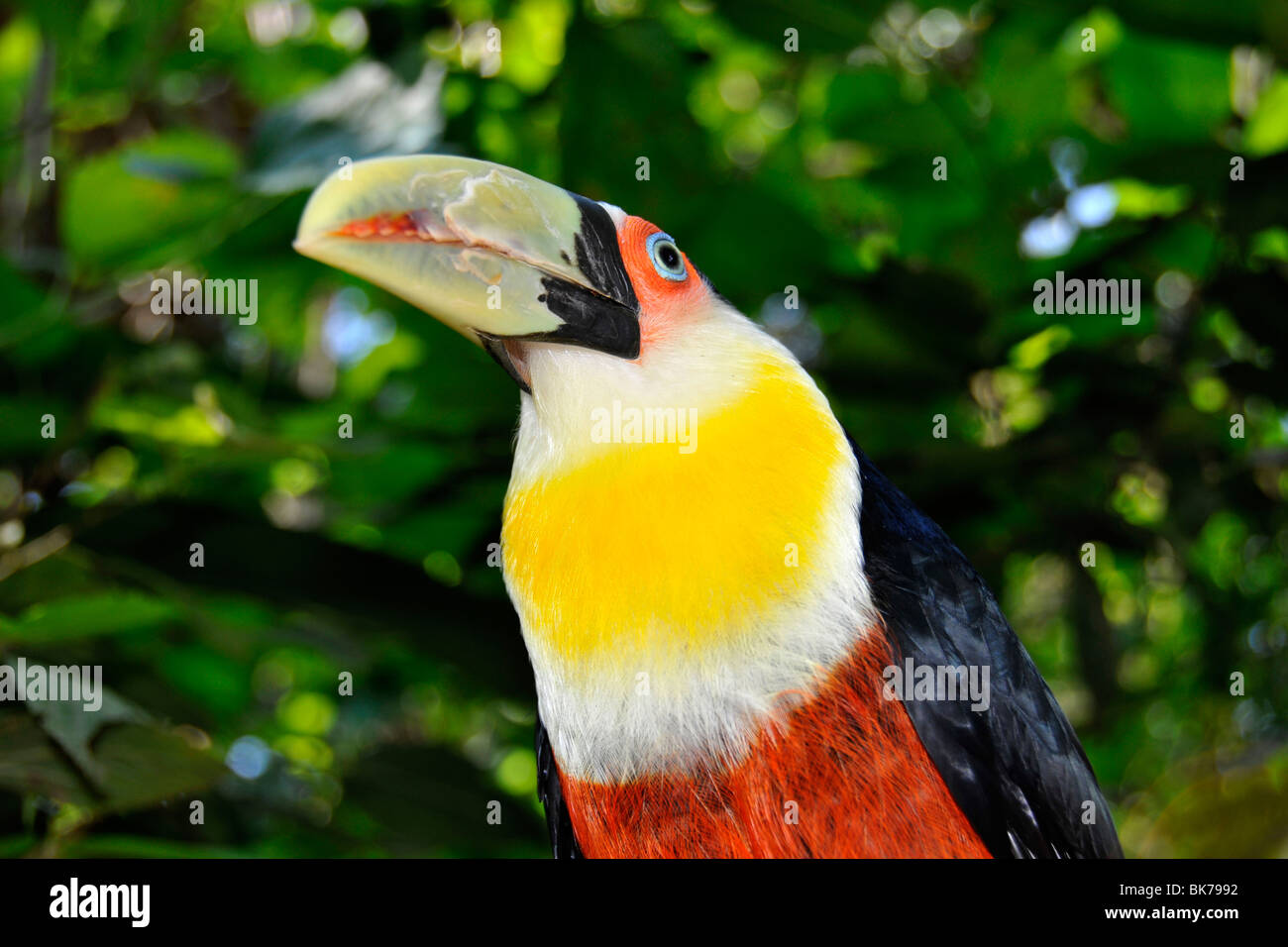 Red breasted, or Green-billed toucan, Ramphastos dicolorus, Foz do ...