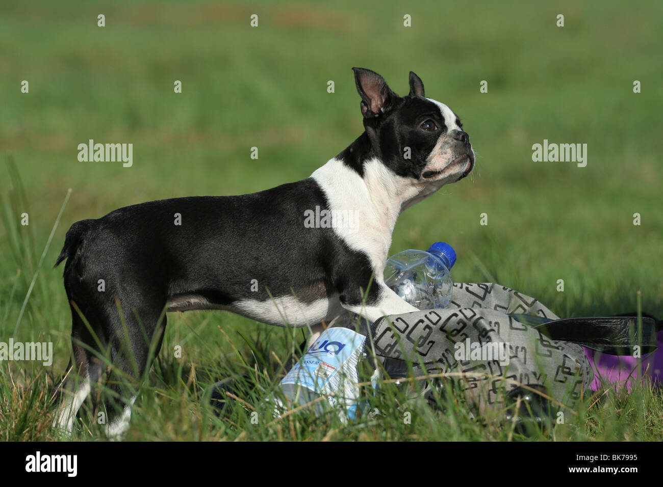 standing Boston Terrier Stock Photo - Alamy
