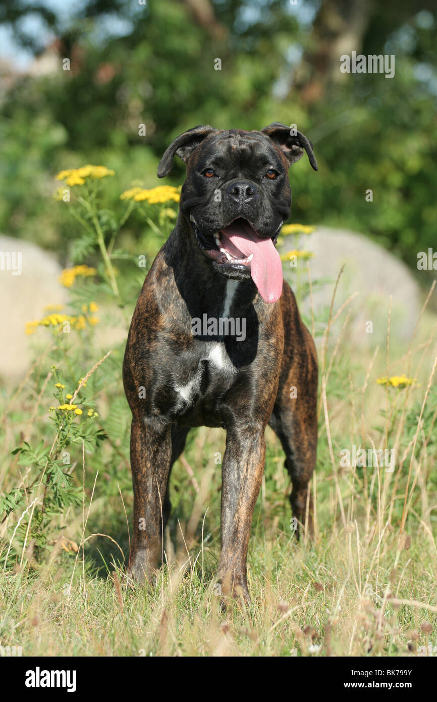 Purebred boxer dog panting hi-res stock photography and images - Alamy