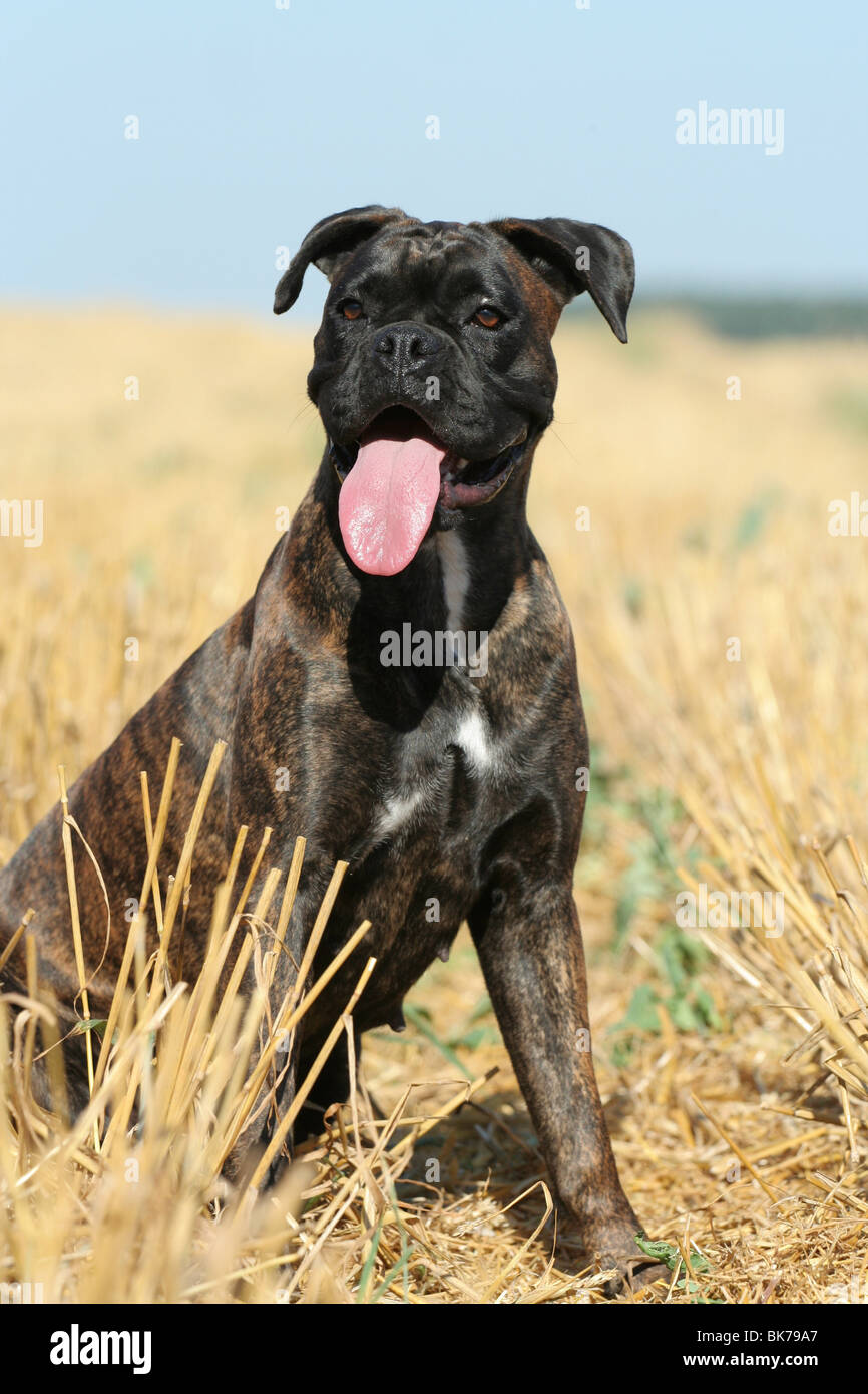 Purebred boxer dog panting hi-res stock photography and images - Alamy