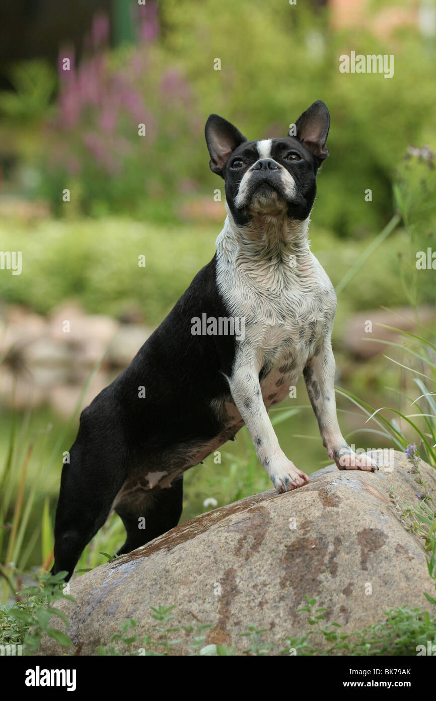 Boston terrier breed dog hi-res stock photography and images - Alamy