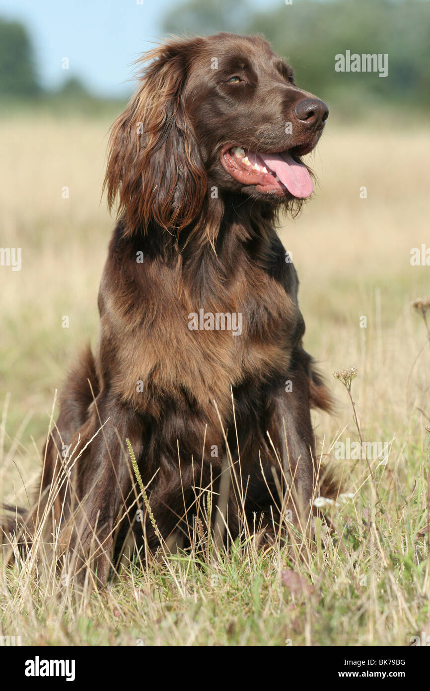 German long haired pointer hi-res stock photography and images - Alamy