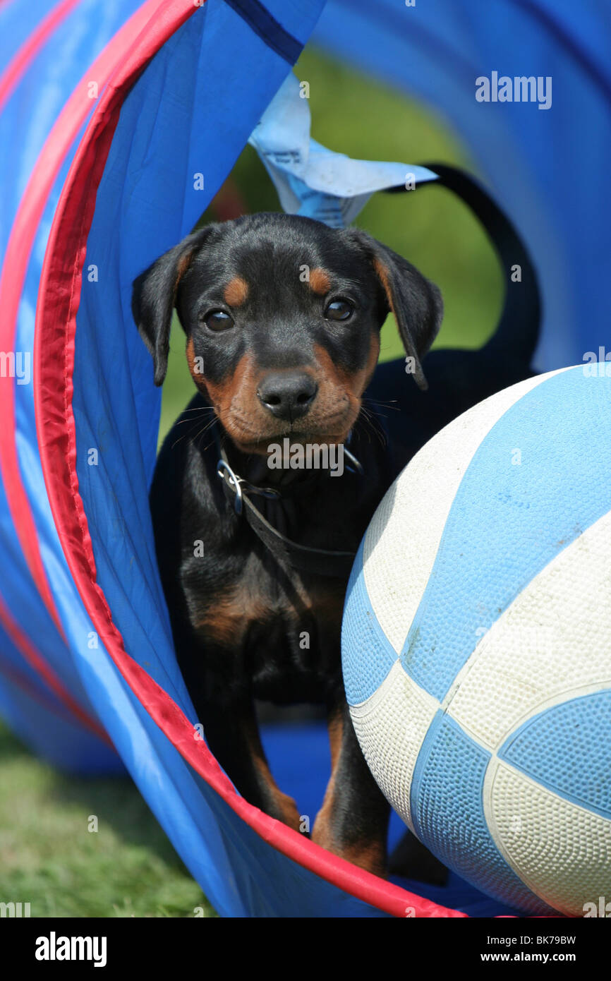 German Pinscher puppy Stock Photo - Alamy