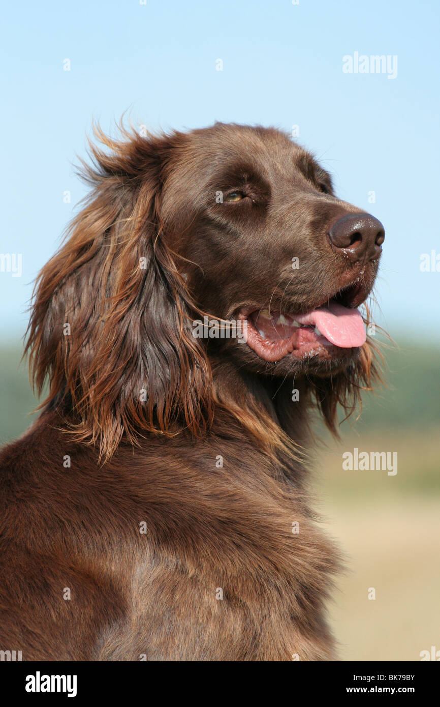 German Longhaired Pointer Stock Photo - Alamy