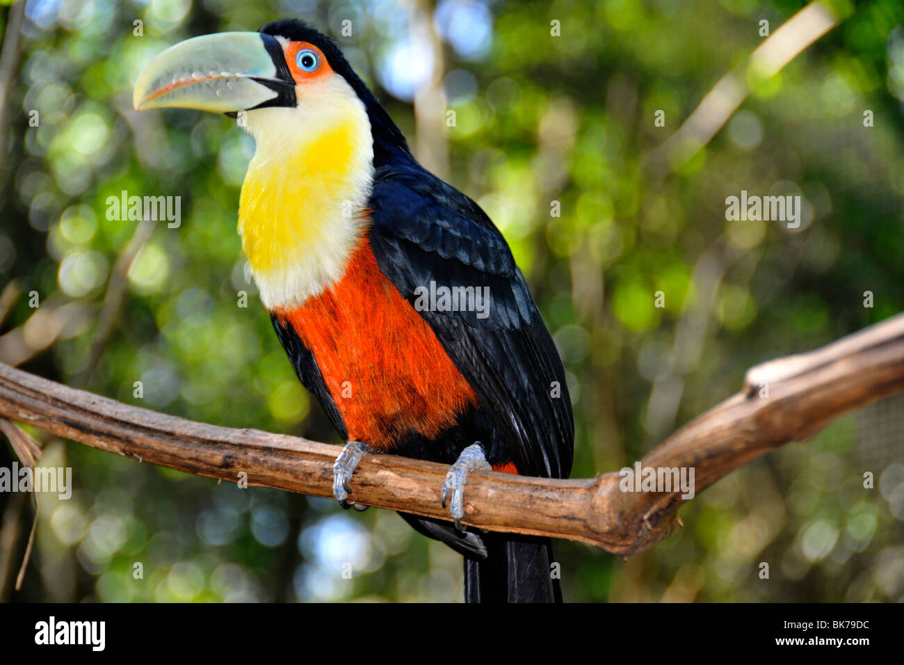 Red breasted bird hi-res stock photography and images - Alamy