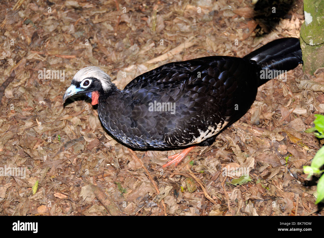 Black fronted piping guan hi-res stock photography and images - Alamy