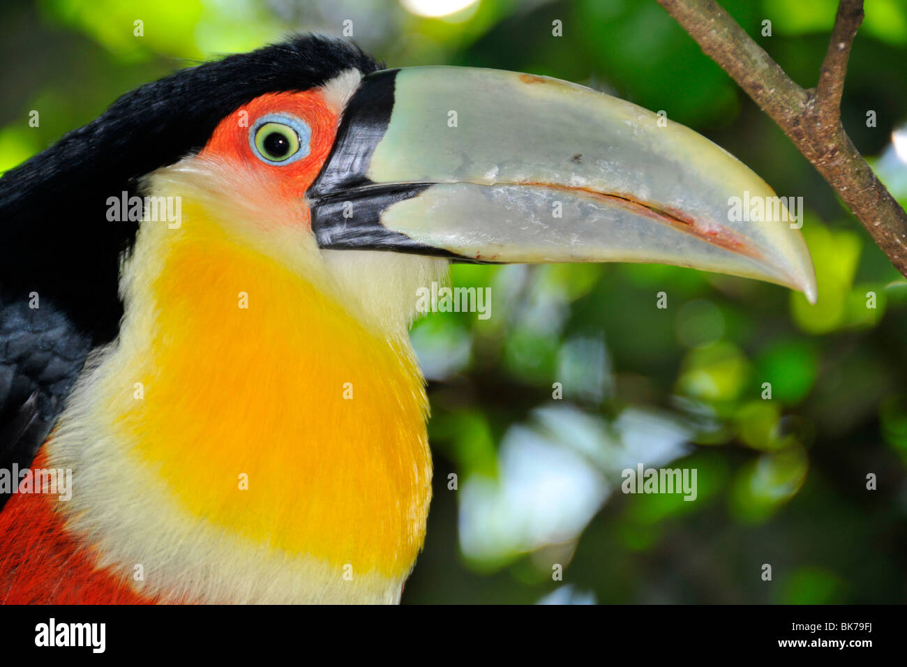 Red breasted, or Green-billed toucan, Ramphastos dicolorus, Foz do ...