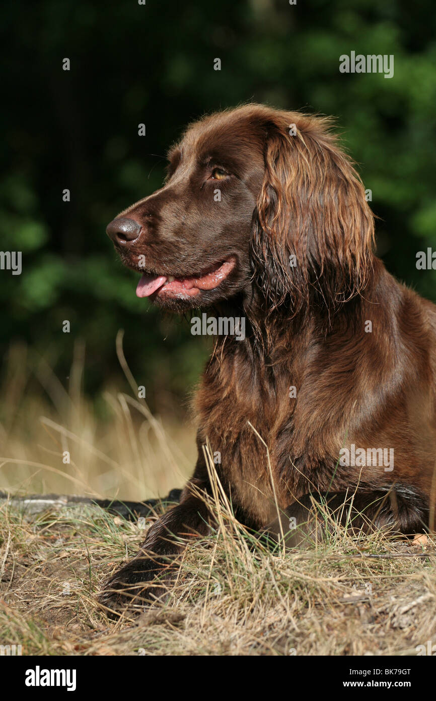 German Longhaired Pointer Stock Photo - Alamy