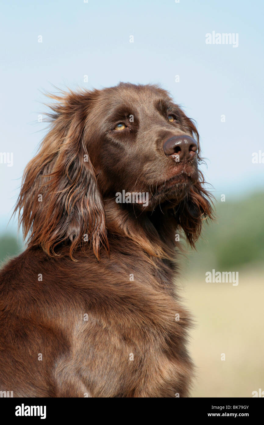 German Longhaired Pointer Stock Photo - Alamy