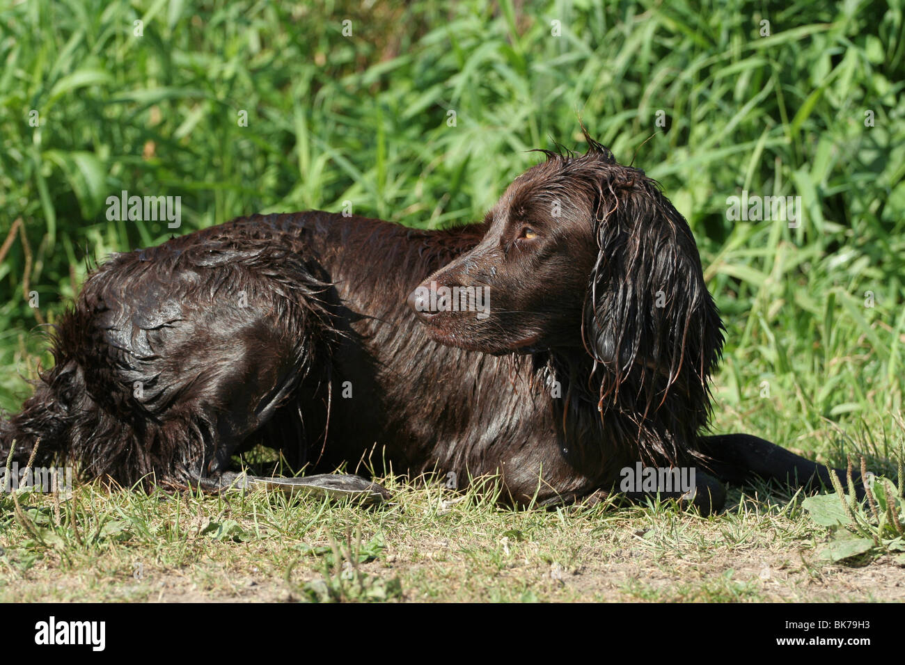 German Longhaired Pointer Stock Photo - Alamy