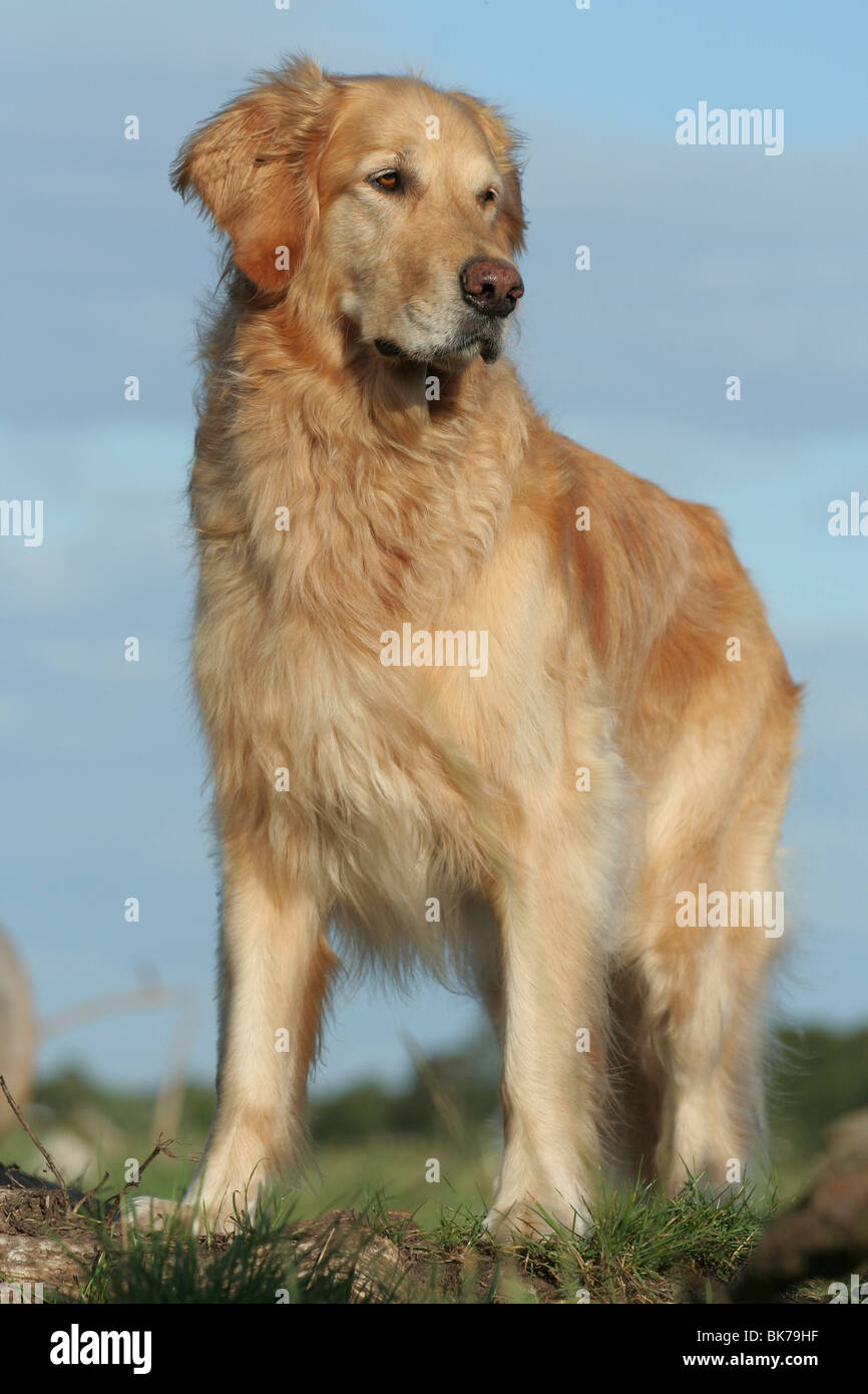 male Golden Retriever Stock Photo - Alamy