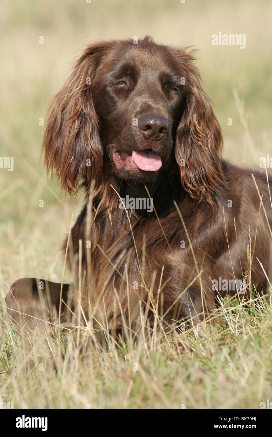 German Longhaired Pointer Stock Photo - Alamy