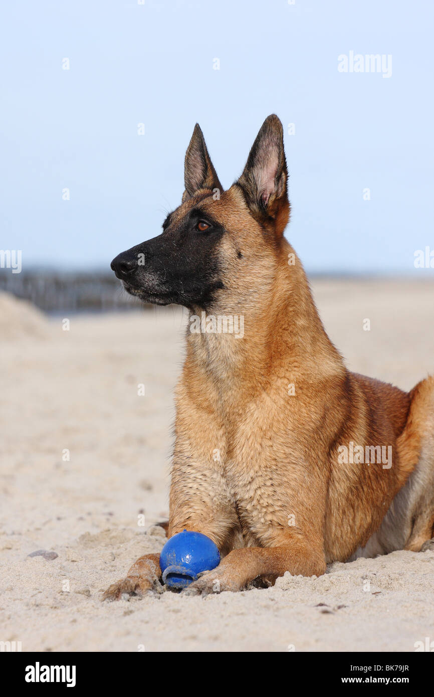 Malinois playing ball hi-res stock photography and images - Alamy