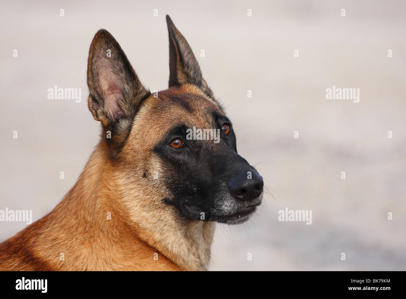 Belgian shepherd malinois beach hi-res stock photography and images - Alamy