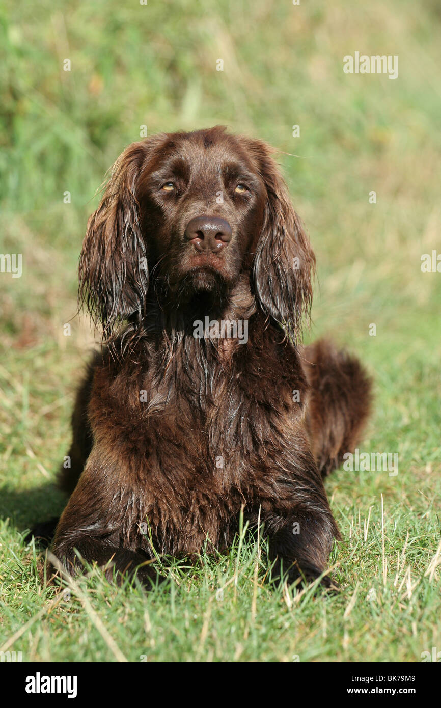 German Longhaired Pointer Stock Photo - Alamy