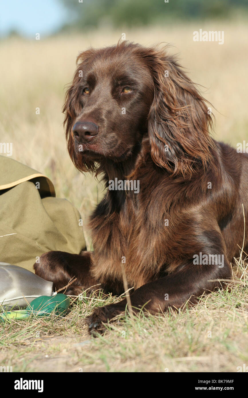German Longhaired Pointer Stock Photo - Alamy