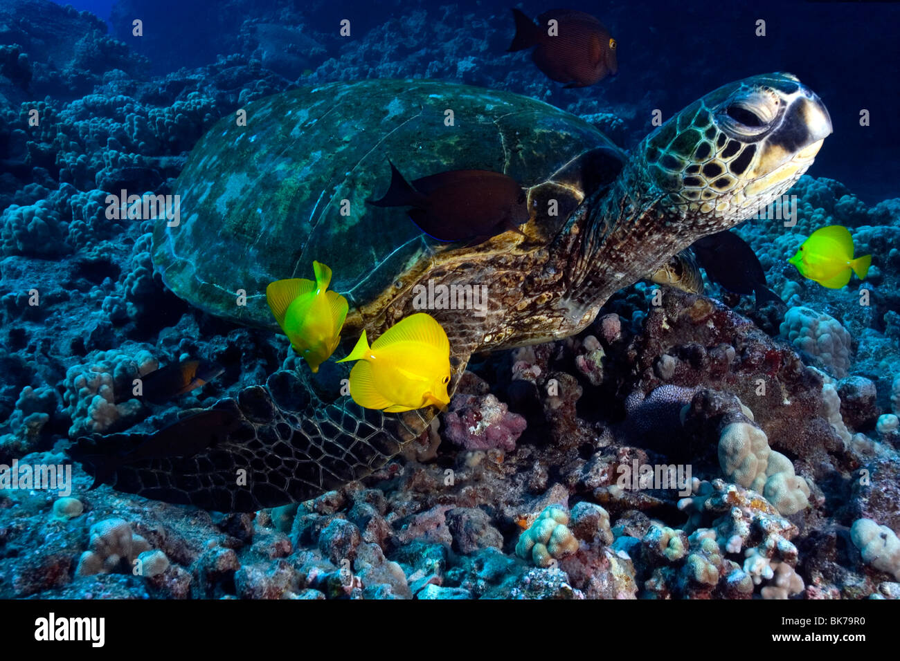 Green sea turtle, Chelonia mydas, Kailua-Kona, Turtle pinnacle, Hawaii ...