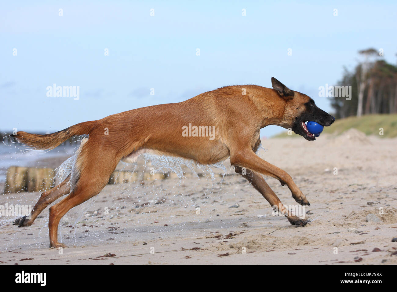 Malinois playing ball hi-res stock photography and images - Alamy