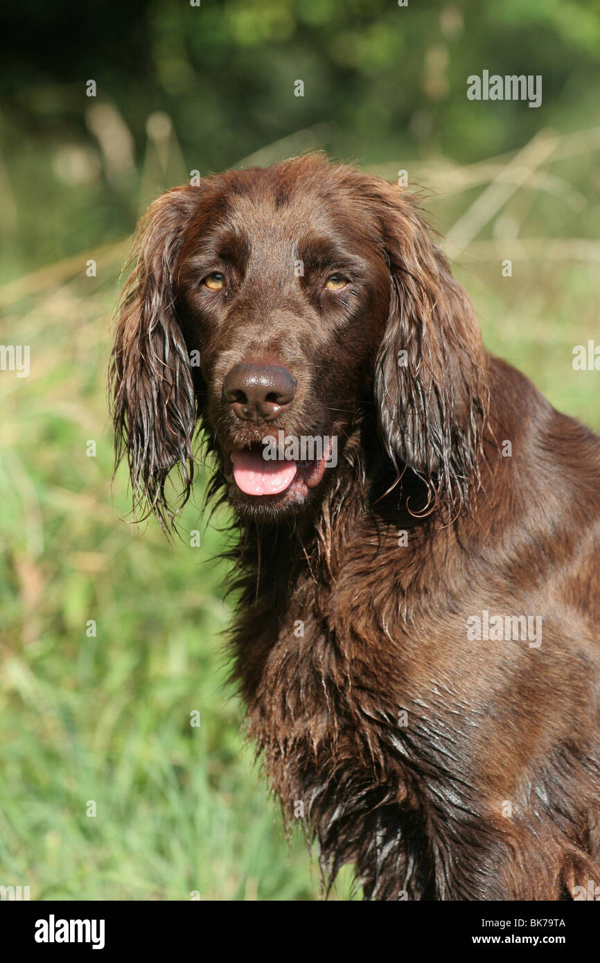 German Longhaired Pointer Stock Photo - Alamy