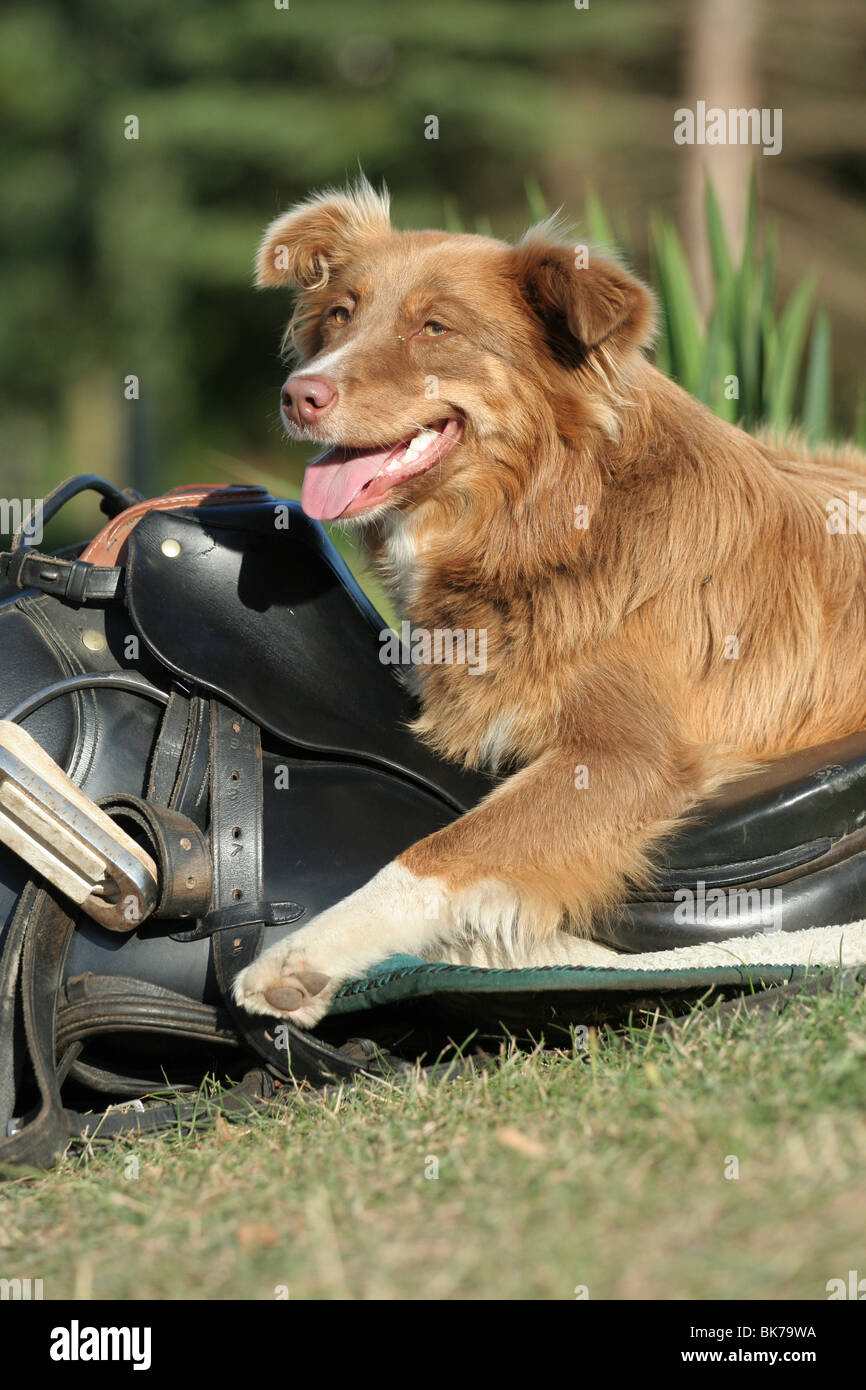 Australian saddle not rodeo hi-res stock photography and images - Alamy