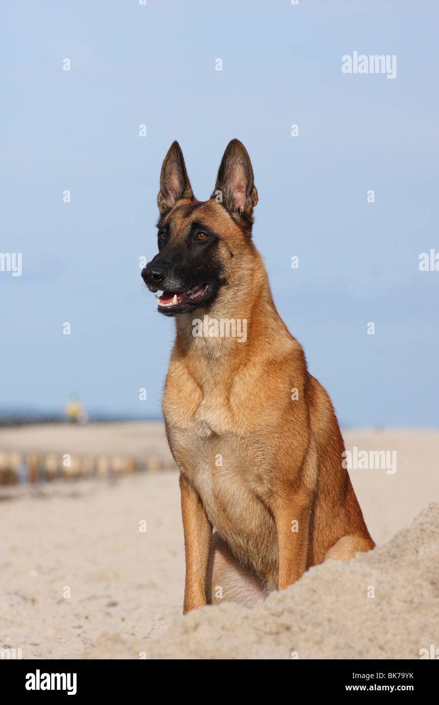 Belgian malinois dog sits hi-res stock photography and images - Alamy