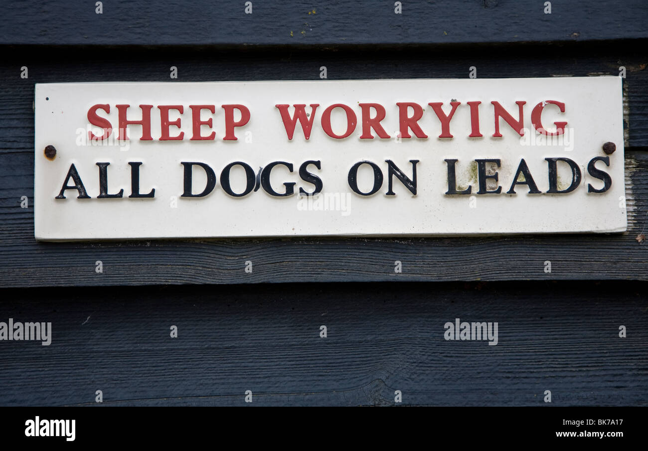 Sheep Worrying By Dogs High Resolution Stock Photography and Images - Alamy
