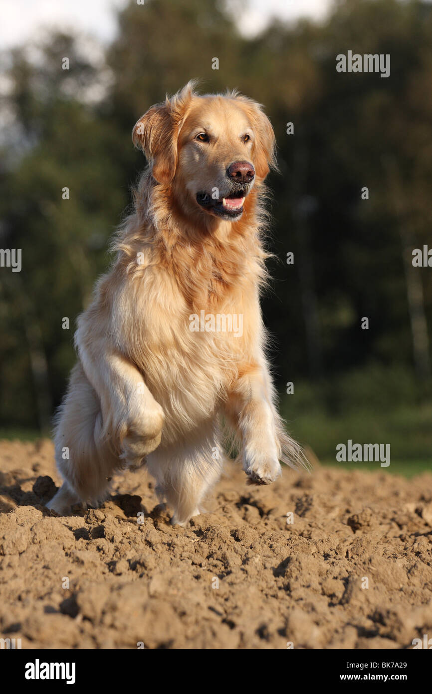 running Golden Retriever Stock Photo - Alamy