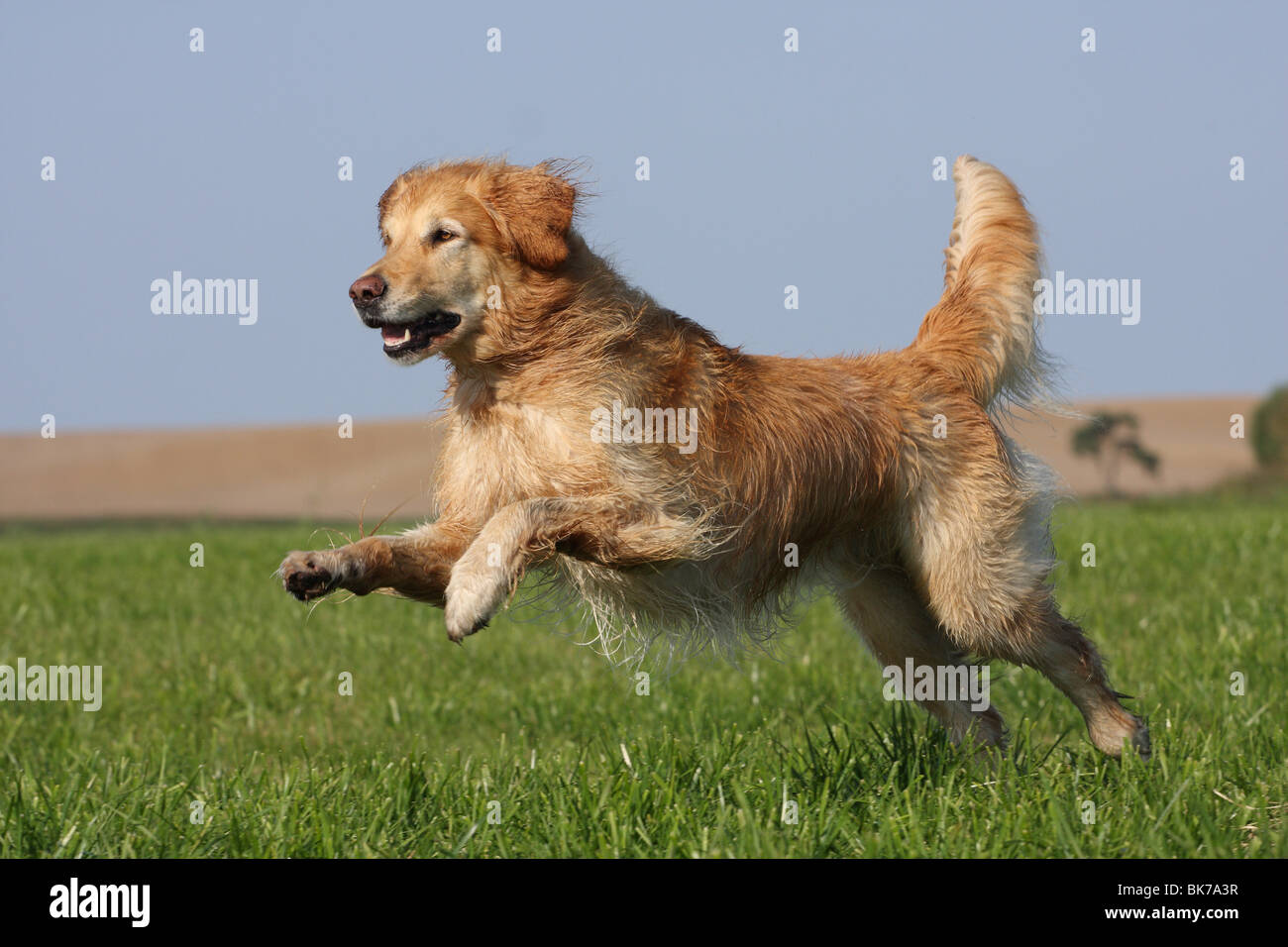 running Golden Retriever Stock Photo - Alamy