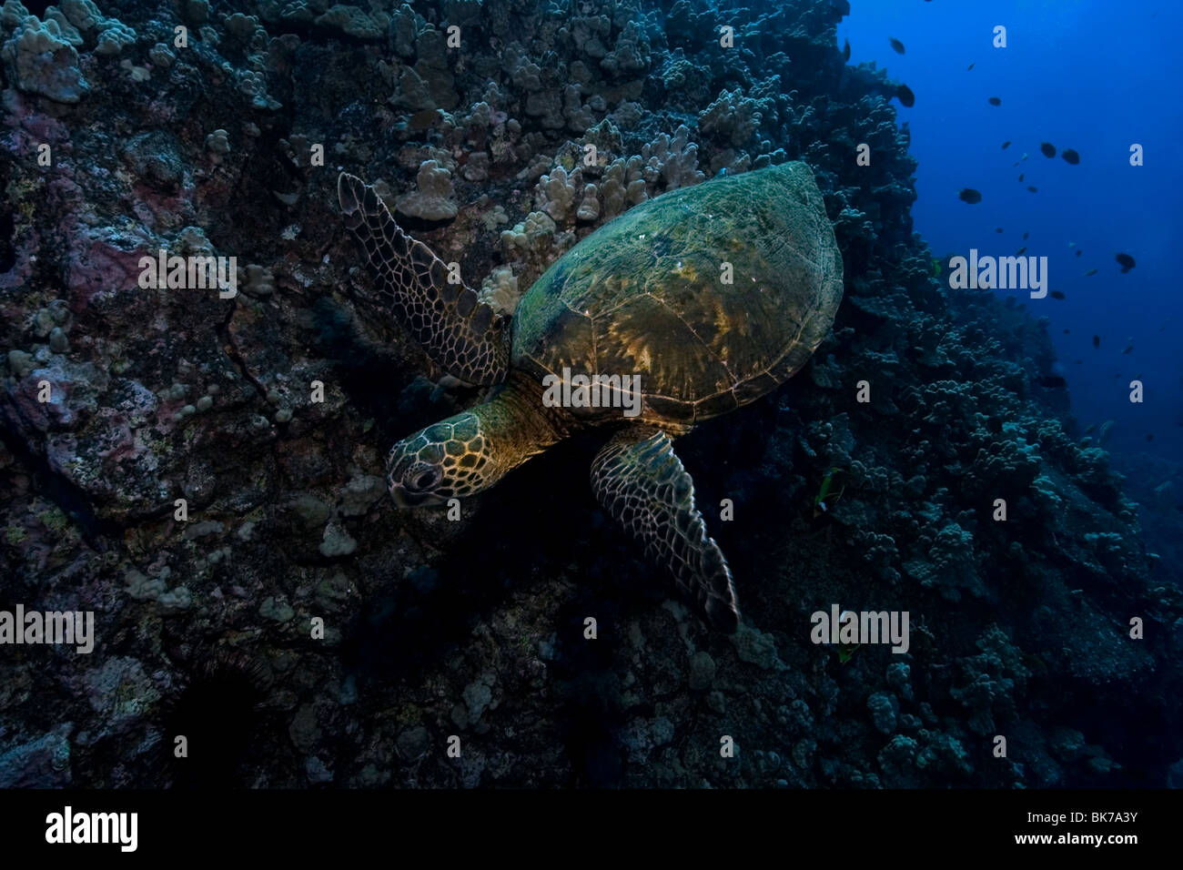 Sea turtle tang hi-res stock photography and images - Alamy